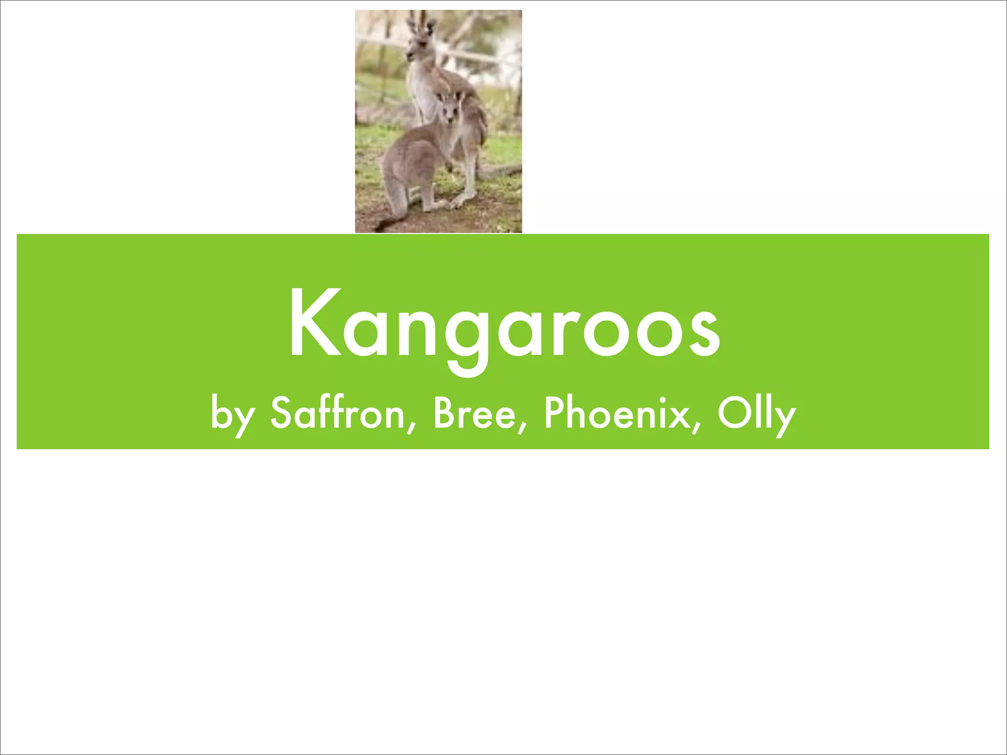 Kangaroos | PPT