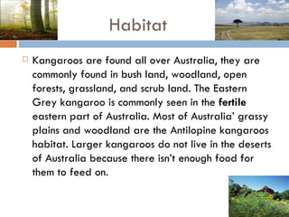 Kangaroos | PPT