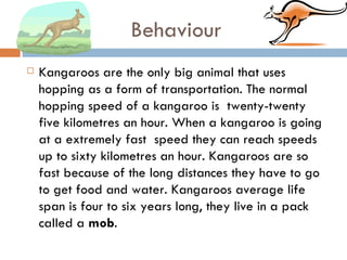 Kangaroos | PPT
