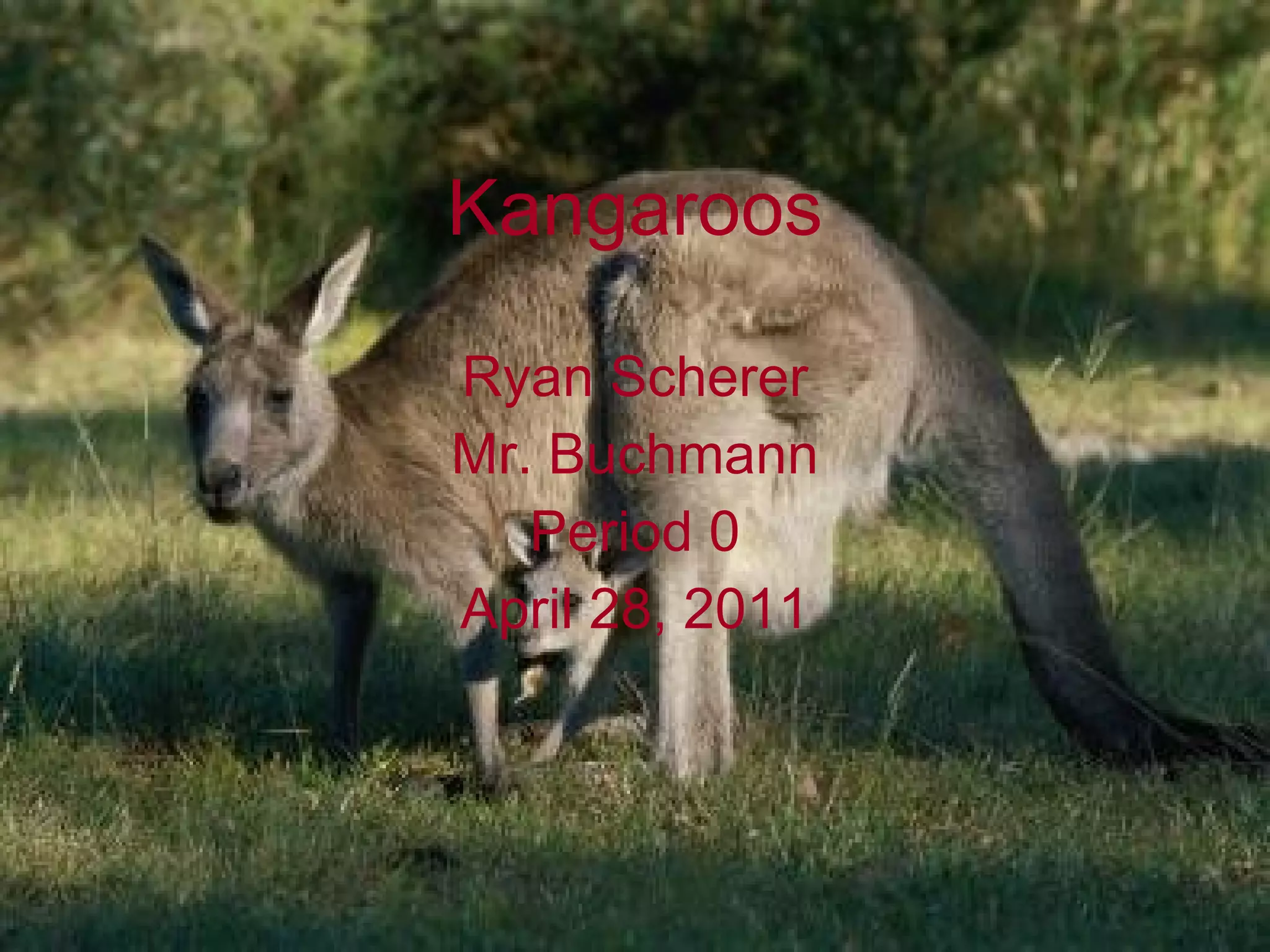 Kangaroos, Ryan Scherer | PPT