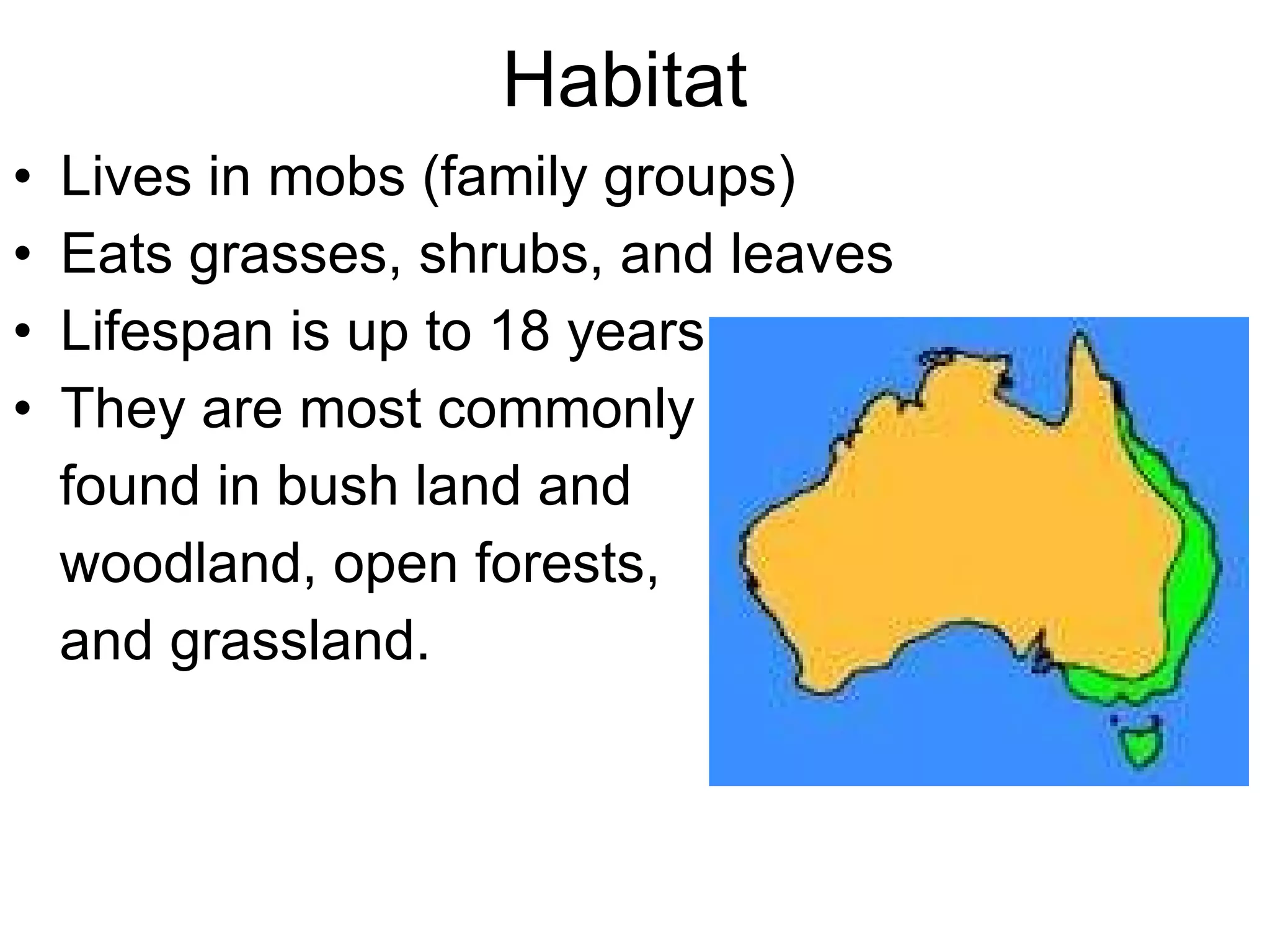 Kangaroos, Ryan Scherer | PPT