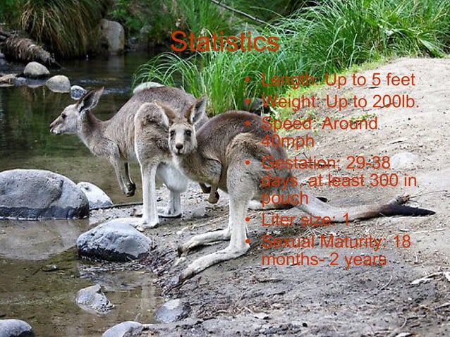 Kangaroos, Ryan Scherer | PPT