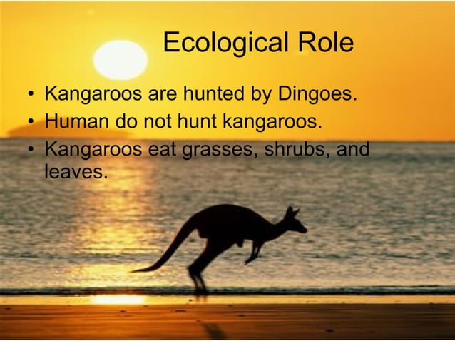 Kangaroos, Ryan Scherer | PPT