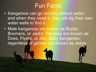 Kangaroos, Ryan Scherer | PPT