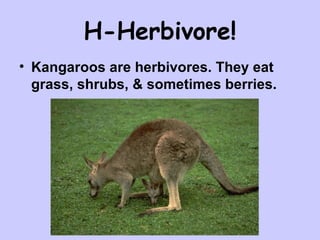 Kangaroos | PPT