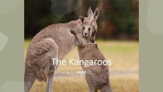 Kangaroos by manoli la potra llobaer.pptx