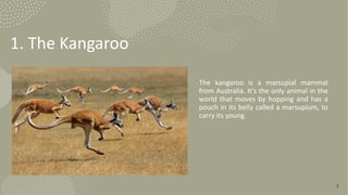 Kangaroos by manoli la potra llobaer.pptx