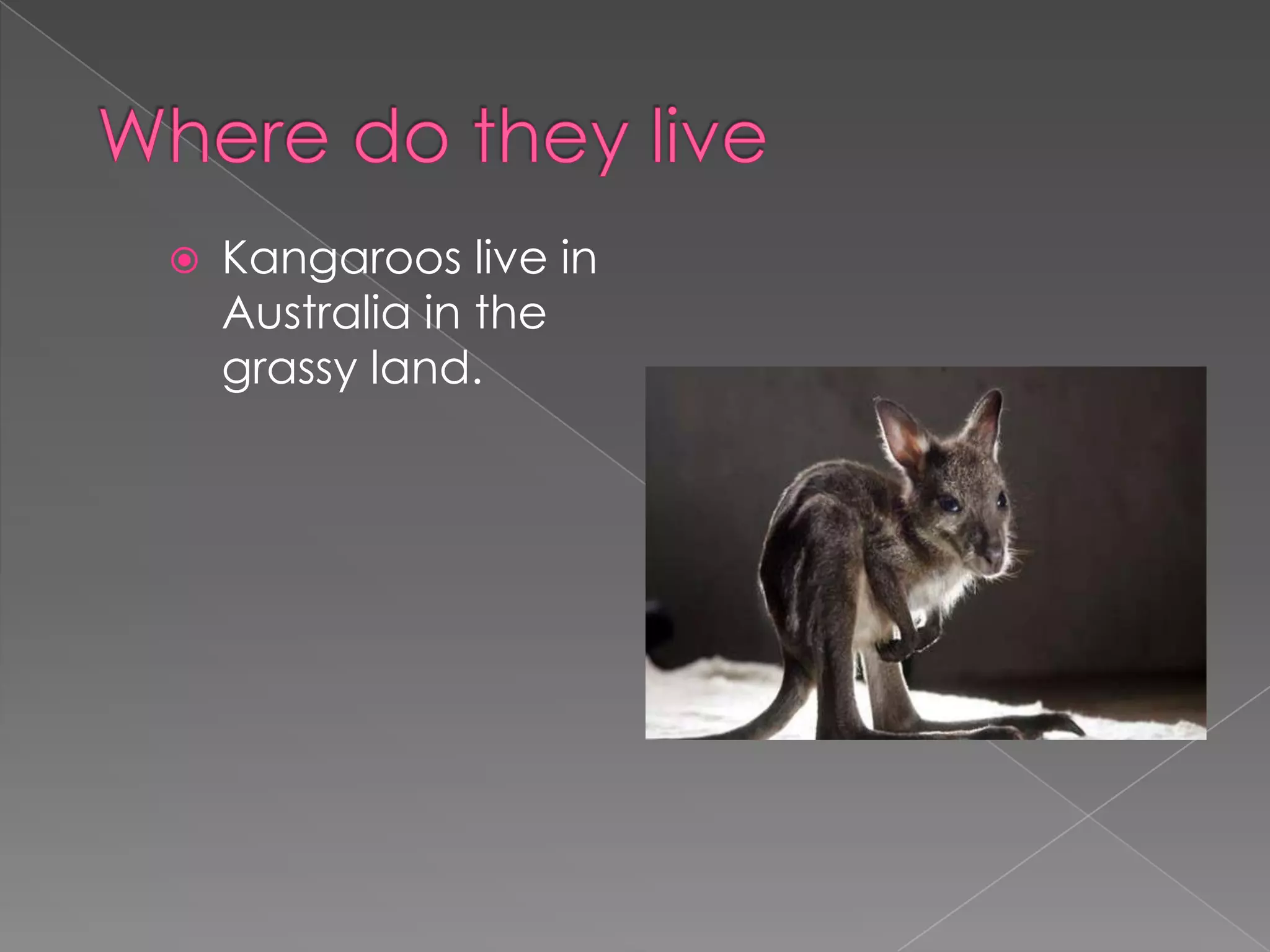 Kangaroos | PPT