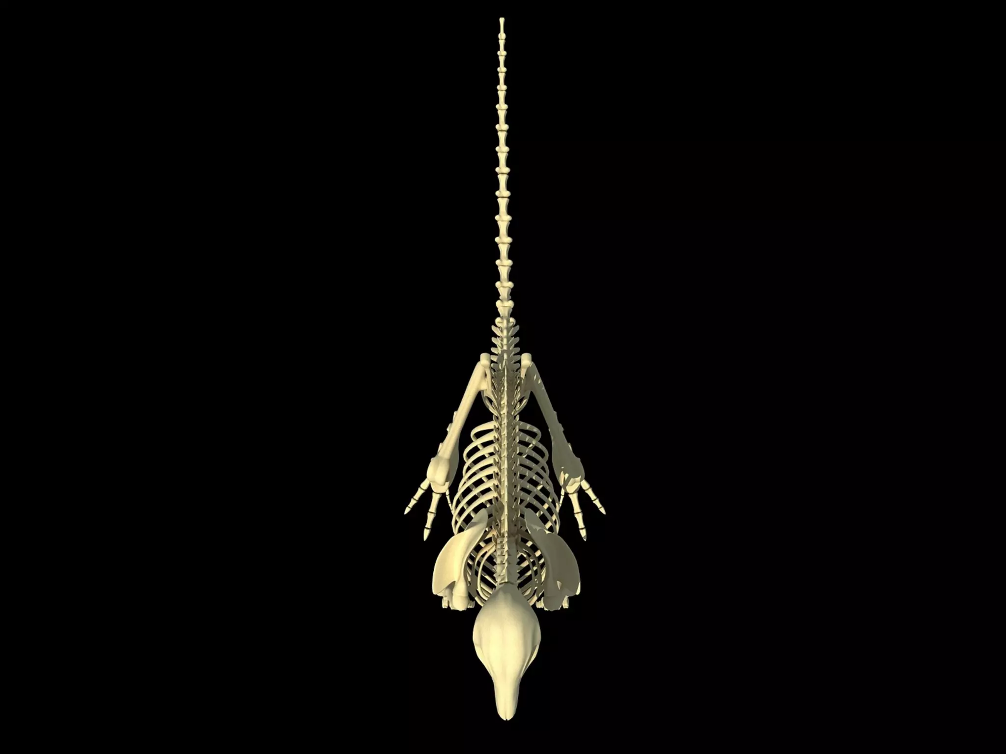 Kangaroo Skeleton | PPT