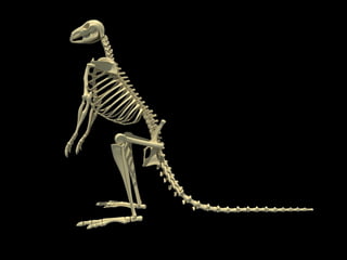 Kangaroo Skeleton | PPT | Augmented Reality | Technology & Computing