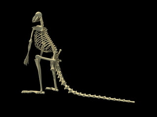 Kangaroo Skeleton | PPT | Augmented Reality | Technology & Computing