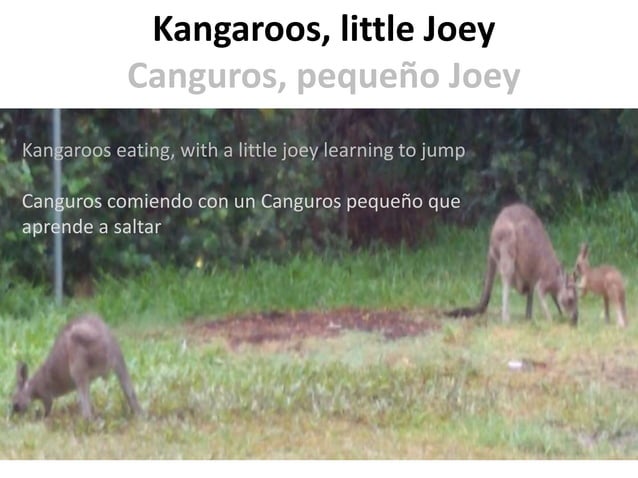 Kangaroos, little joey, baby kangaroo - Canguros, bebé canguro | PPT