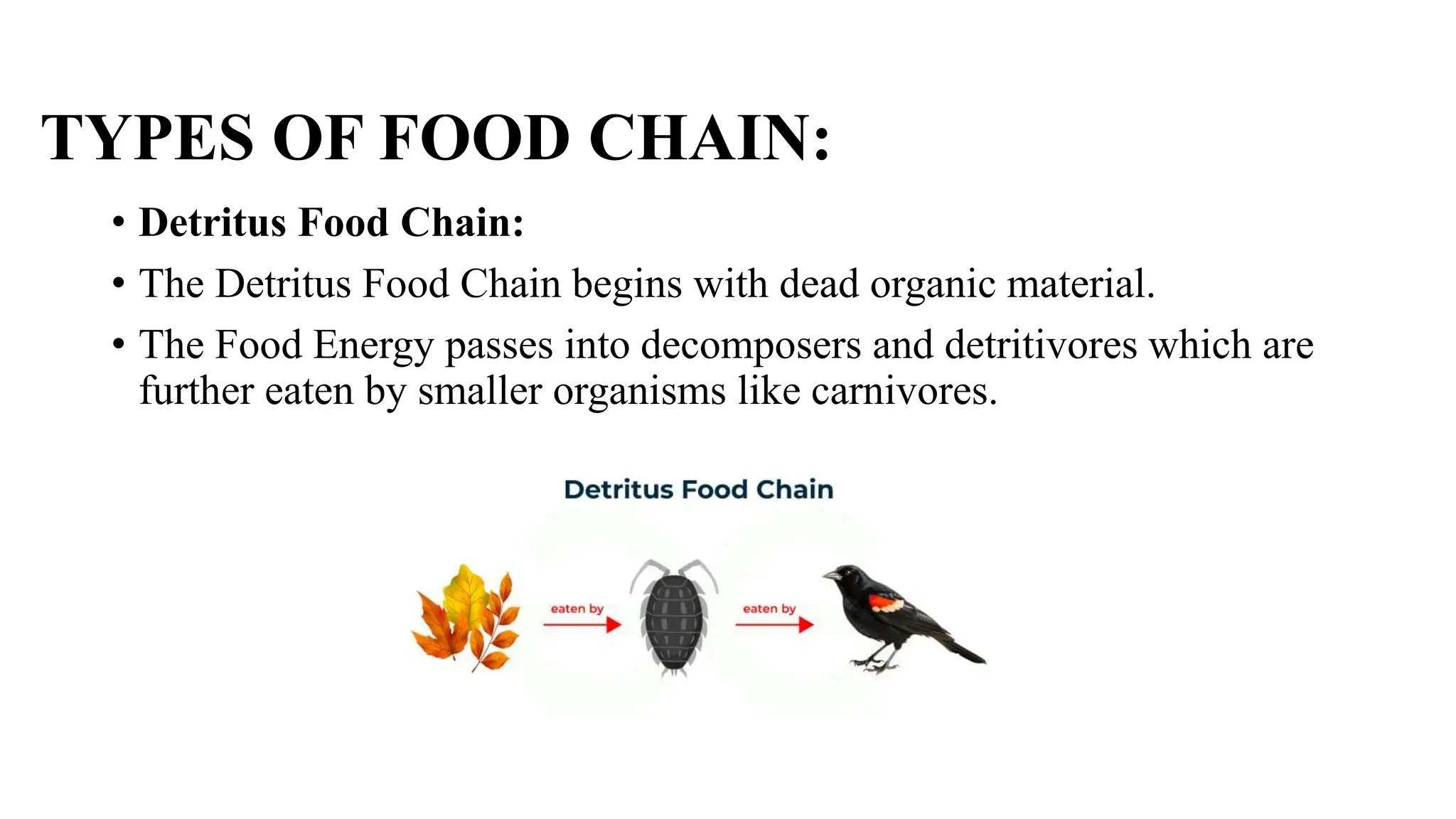 Ecosystem,food chain and food web .pdf.. | PDF