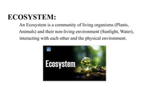 Ecosystem,food chain and food web .pdf.. | PDF