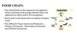 Ecosystem,food chain and food web .pdf.. | PDF