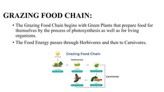 Ecosystem,food chain and food web .pdf.. | PDF