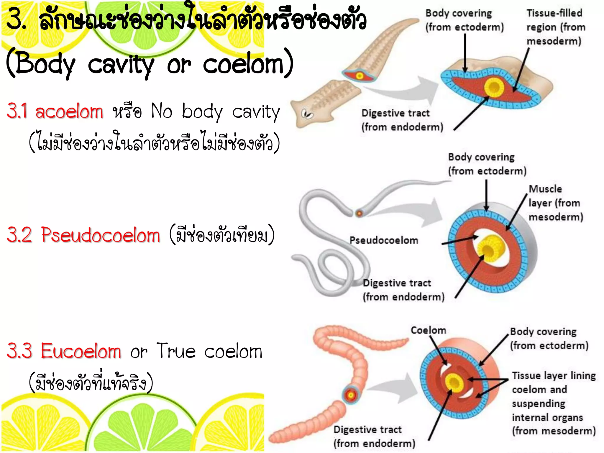 Kingdom Animalia | PDF