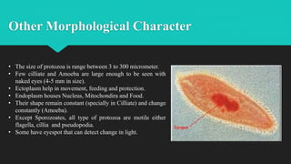 Kanishk , protozoa ppt work, | PPTX