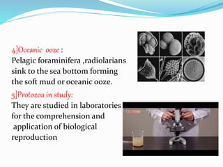 Economic importance of protozoa | PPTX