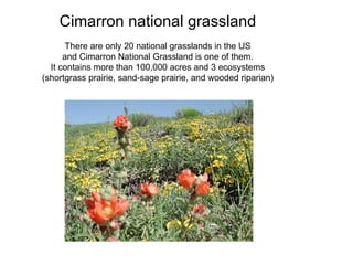 Kansas Cameron | PPT