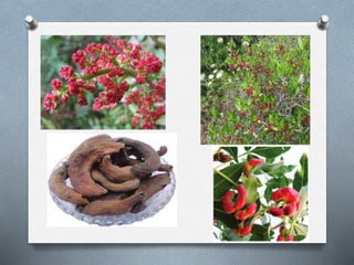 Karkatashringi - Kapikachhu-Kantakari | PPTX | Religion & Spirituality