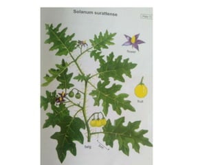 Kantakari , karkkatashringi, kapikachhu , karpura | PPTX