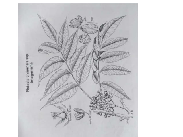 Kantakari , karkkatashringi, kapikachhu , karpura | PPTX