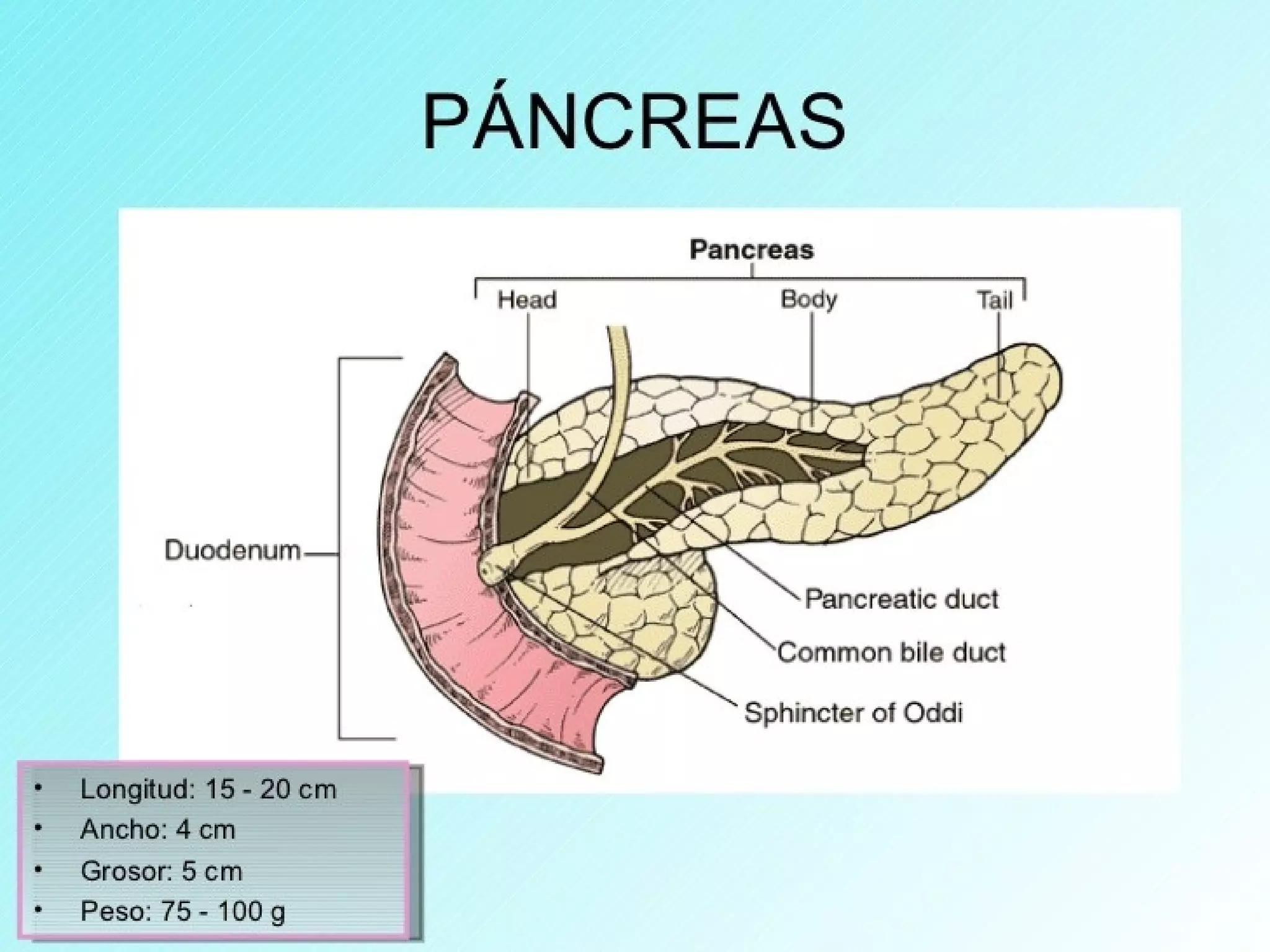 Digestion in monogastric animal and hormonal control | PPT