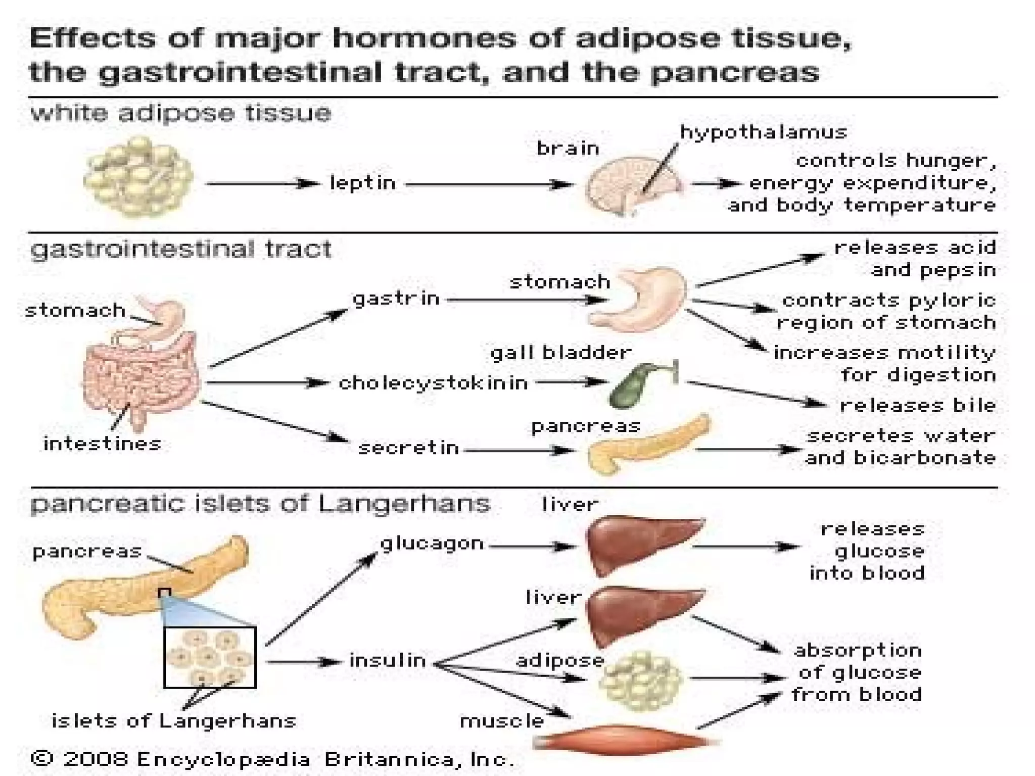 Digestion in monogastric animal and hormonal control | PPT
