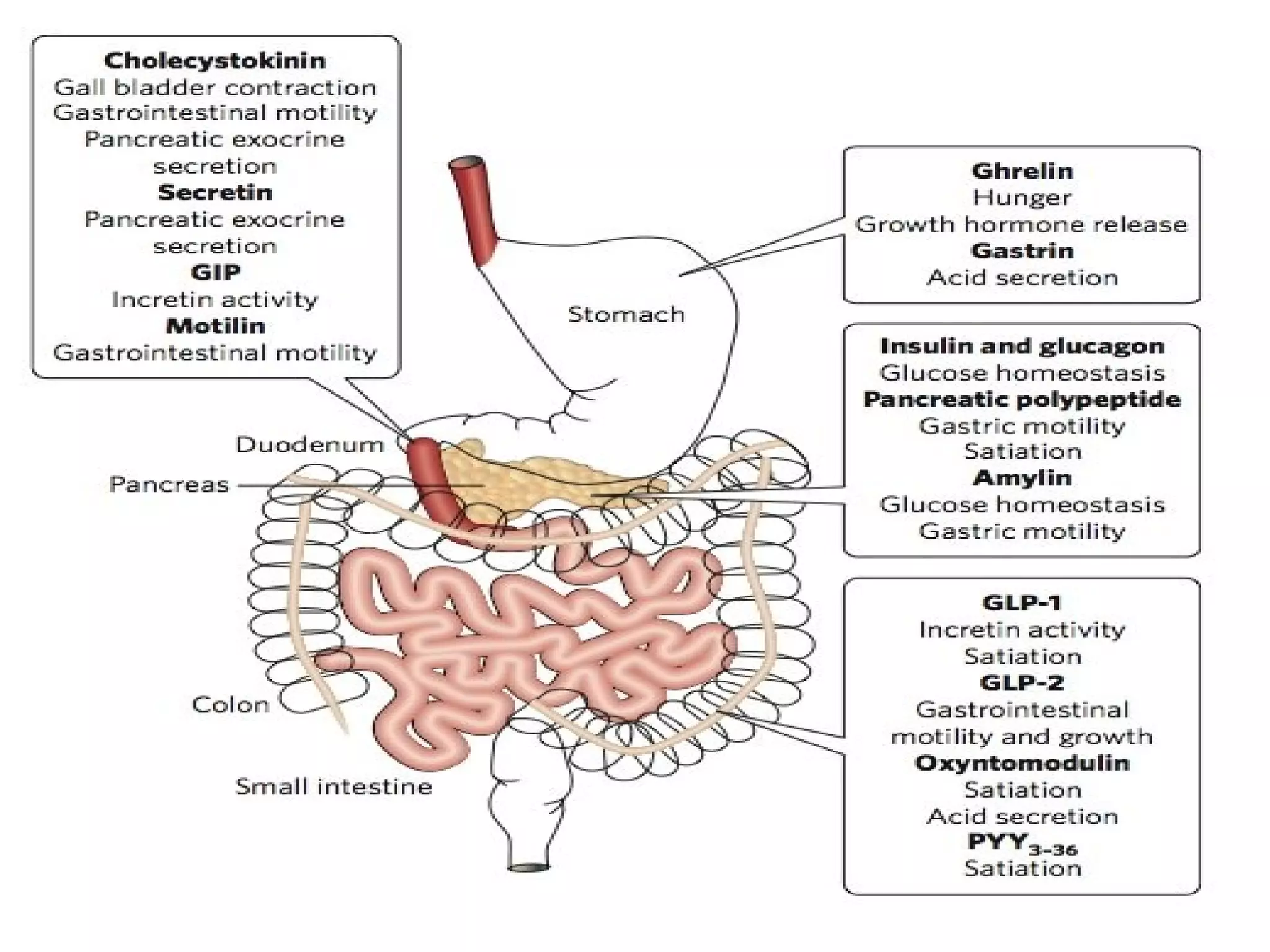 Digestion in monogastric animal and hormonal control | PPT