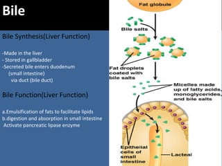 Digestion in monogastric animal and hormonal control | PPT