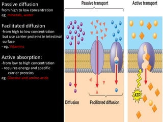 Digestion in monogastric animal and hormonal control | PPT