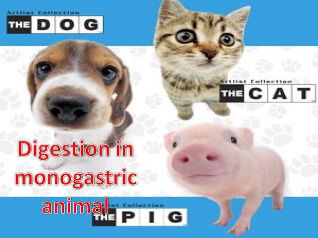 Digestion in monogastric animal and hormonal control | PPT
