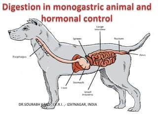 Monogastric Stomach