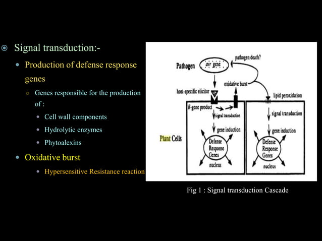 arabidopsis thaliana a model plant for studying plant pathogen ...