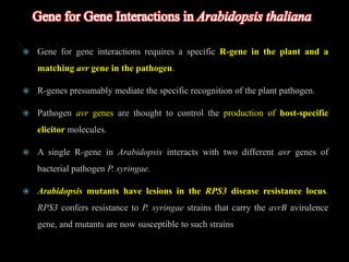 arabidopsis thaliana a model plant for studying plant pathogen ...