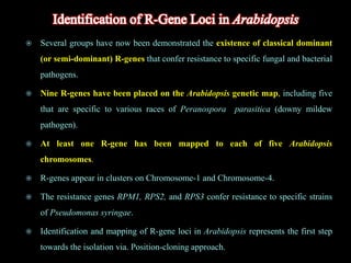 arabidopsis thaliana a model plant for studying plant pathogen ...