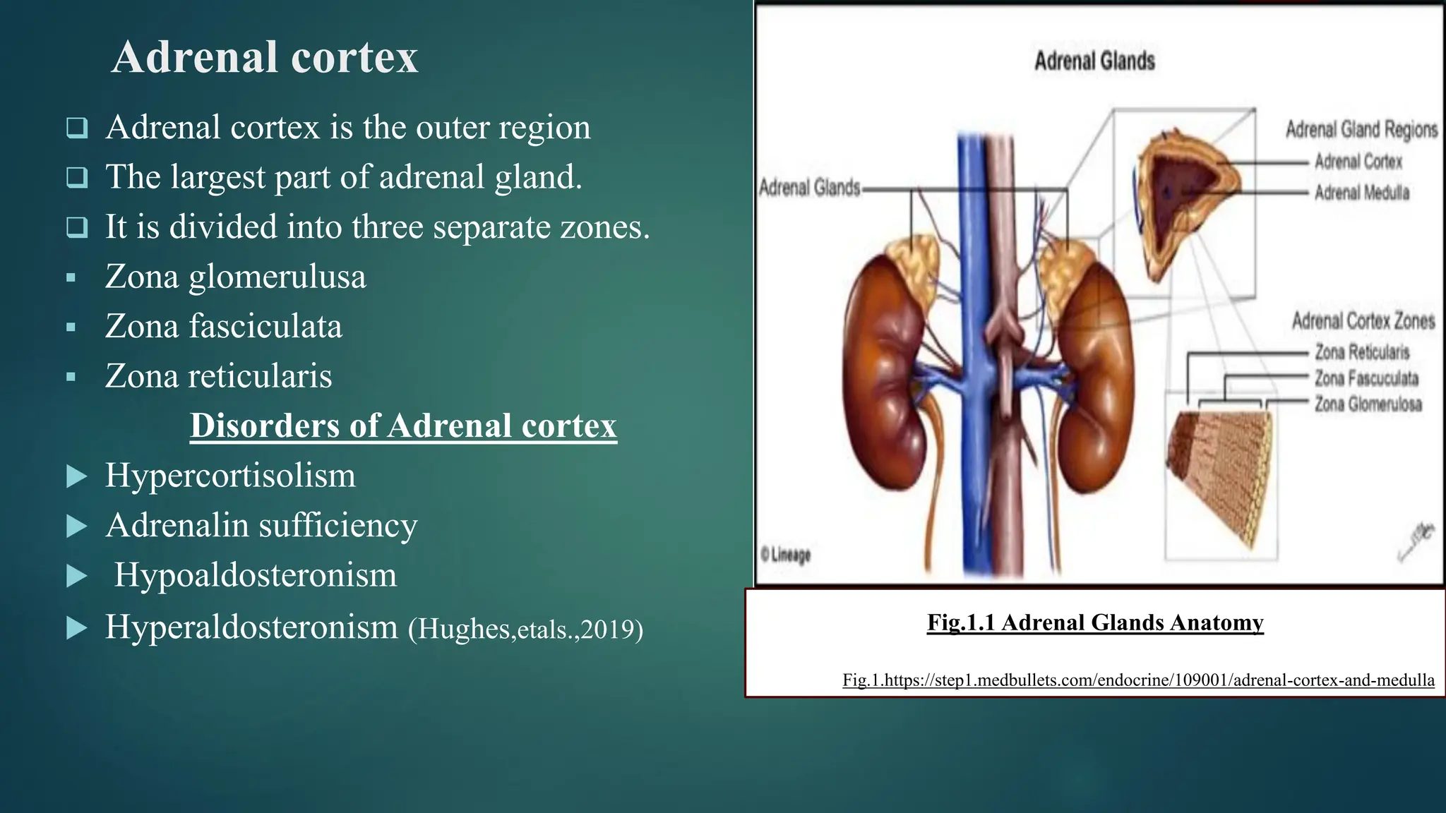 Disorder of adrenal gland & their causes | PPT