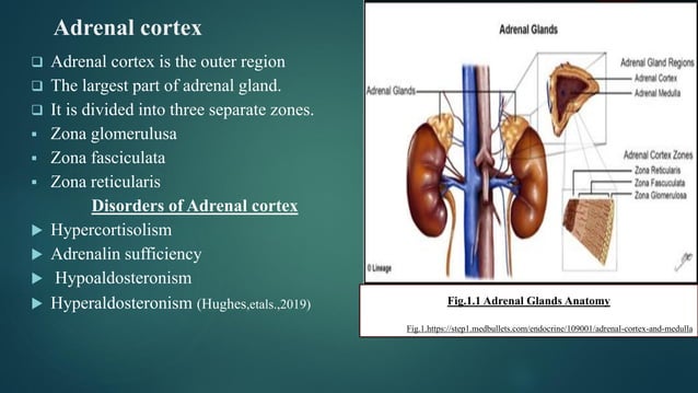 Disorder of adrenal gland & their causes | PPT