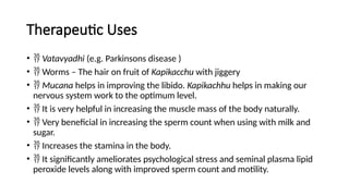 Kapikacchu or Mucuna is famous for its powerful aphrodisiac as it is ...