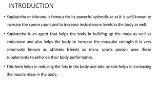 Kapikacchu or Mucuna is famous for its powerful aphrodisiac as it is ...