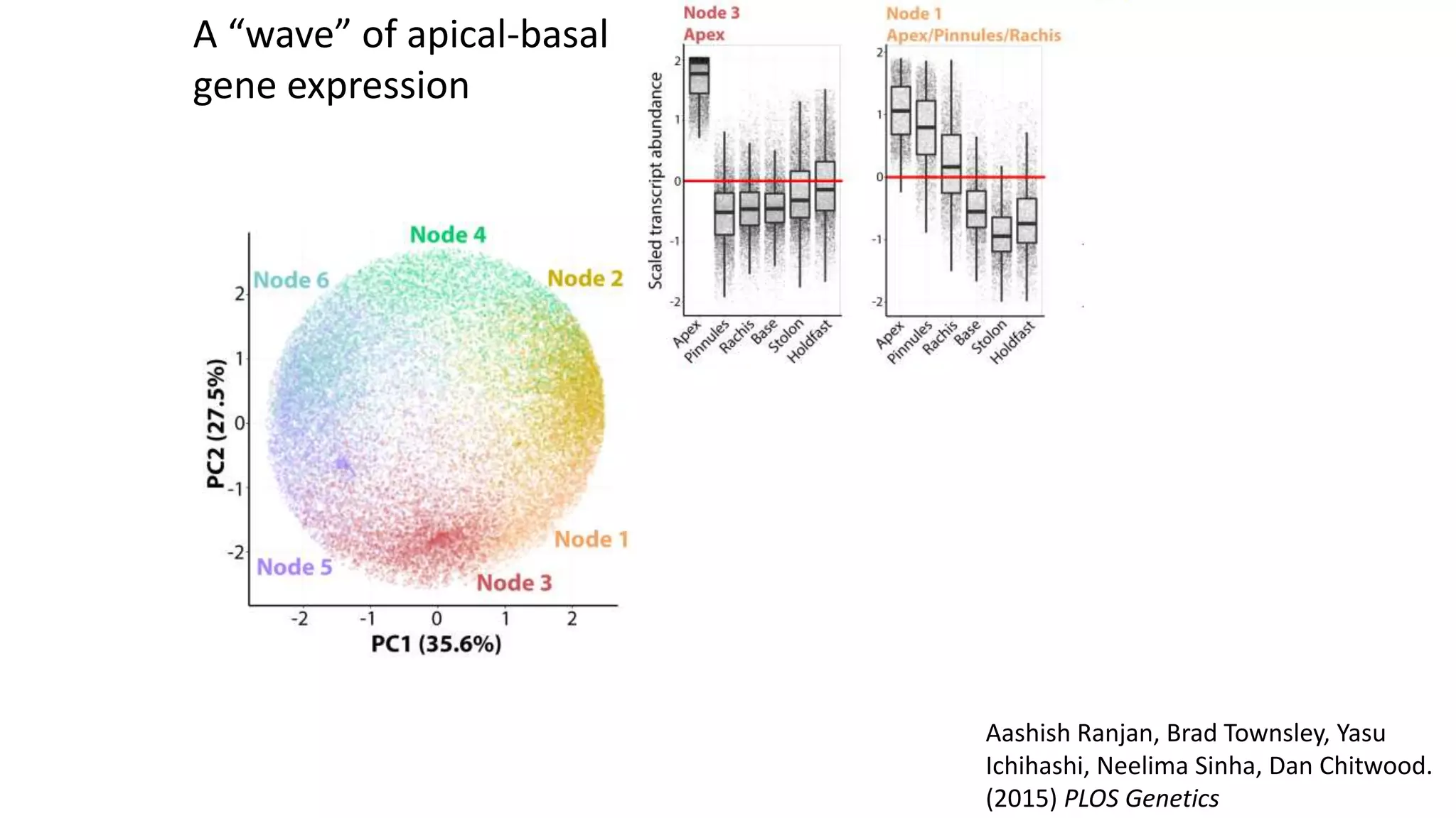 Persistent homology and organismal theory: Quantifying the branching ...