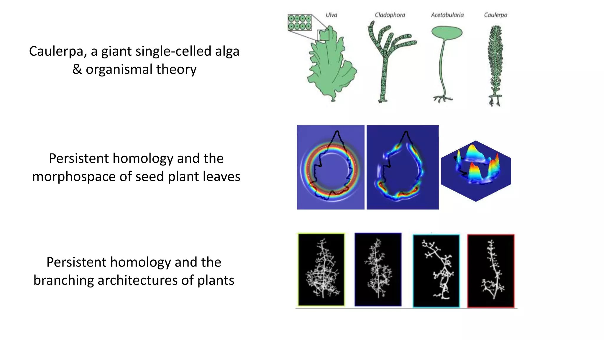 Persistent homology and organismal theory: Quantifying the branching ...