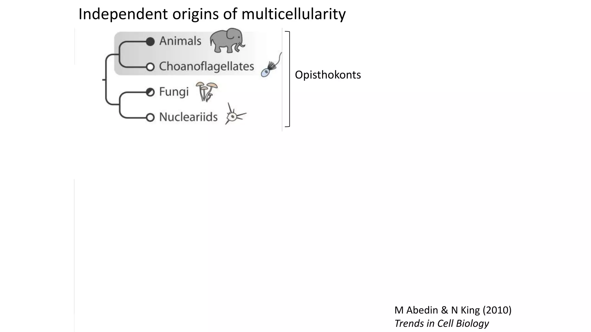 Persistent homology and organismal theory: Quantifying the branching ...