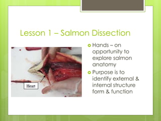 Kara salmon-make-the-kenai-go-‘round | PPT