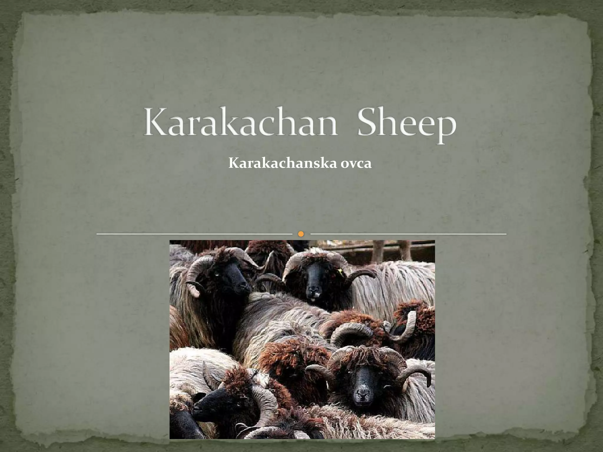 Karakachan Sheep | PPTX