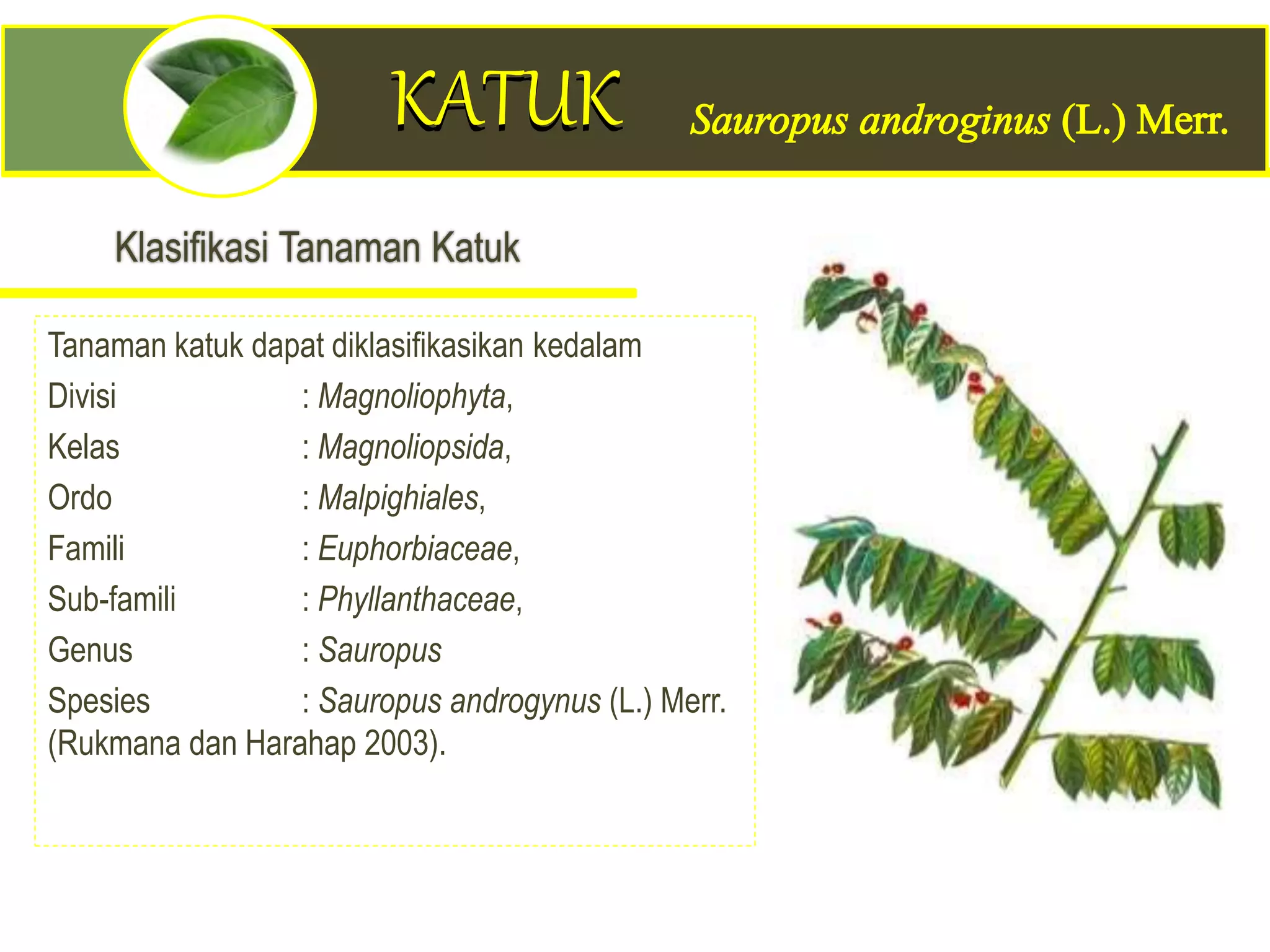 Karakter agronomi berbagai aksesi tanaman katuk ( | PPTX