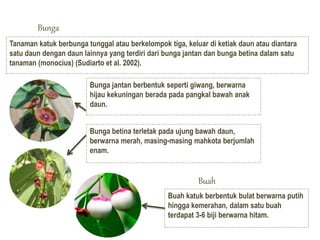 Karakter agronomi berbagai aksesi tanaman katuk ( | PPTX