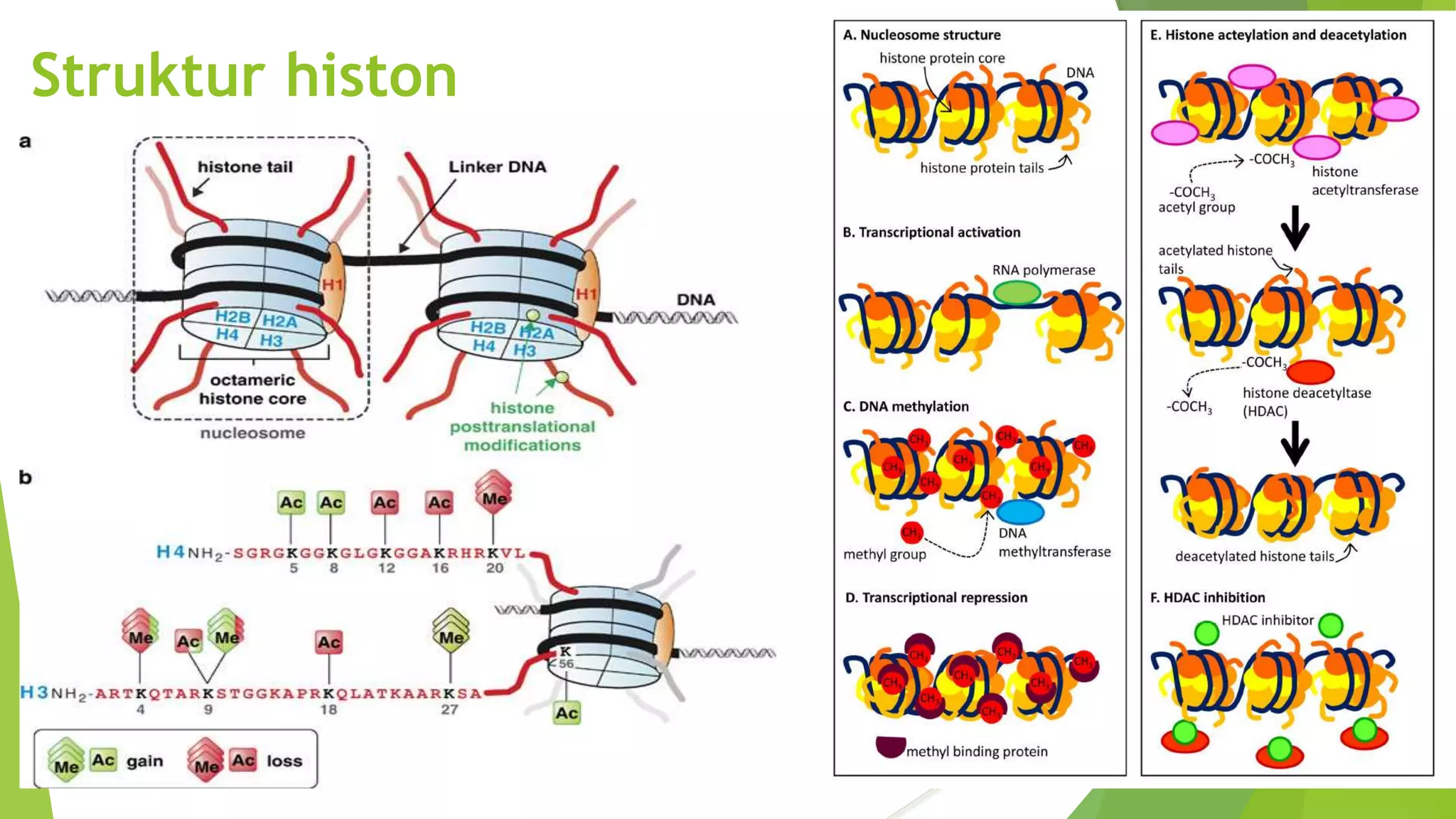 Karakterisasi mutasi histon h3 | PPTX