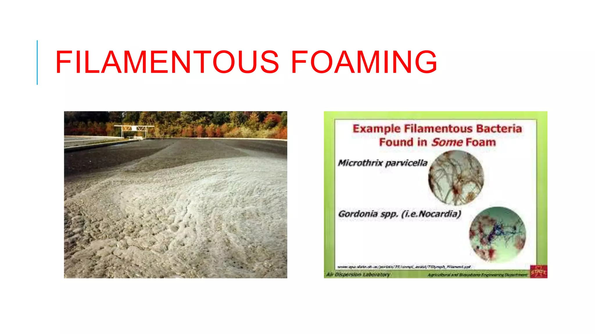 Karakteristik activated sludge | PPTX